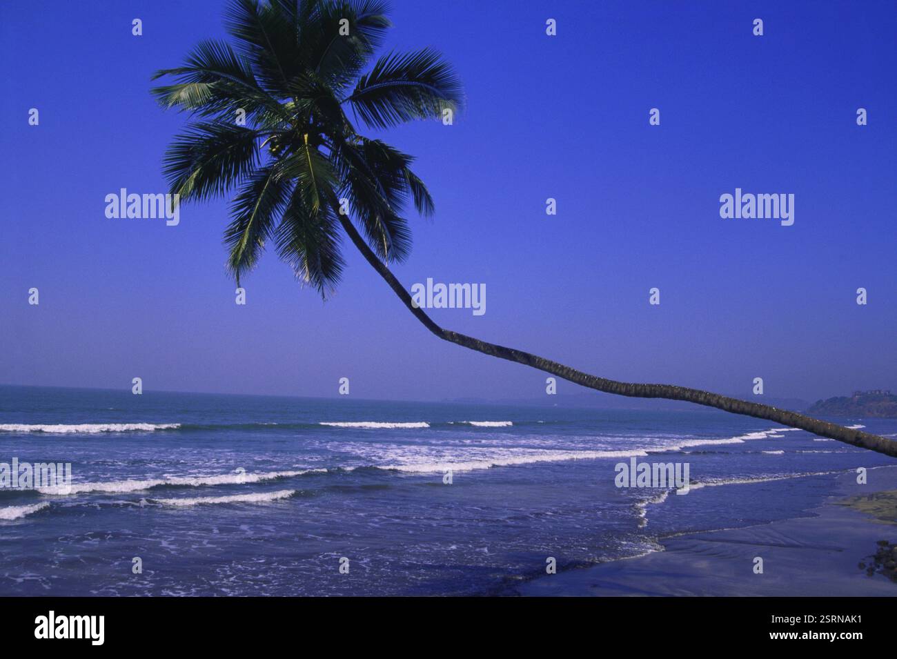 Palm Coconut tree over Murud beach, District Raigad, Maharashtra, India ...