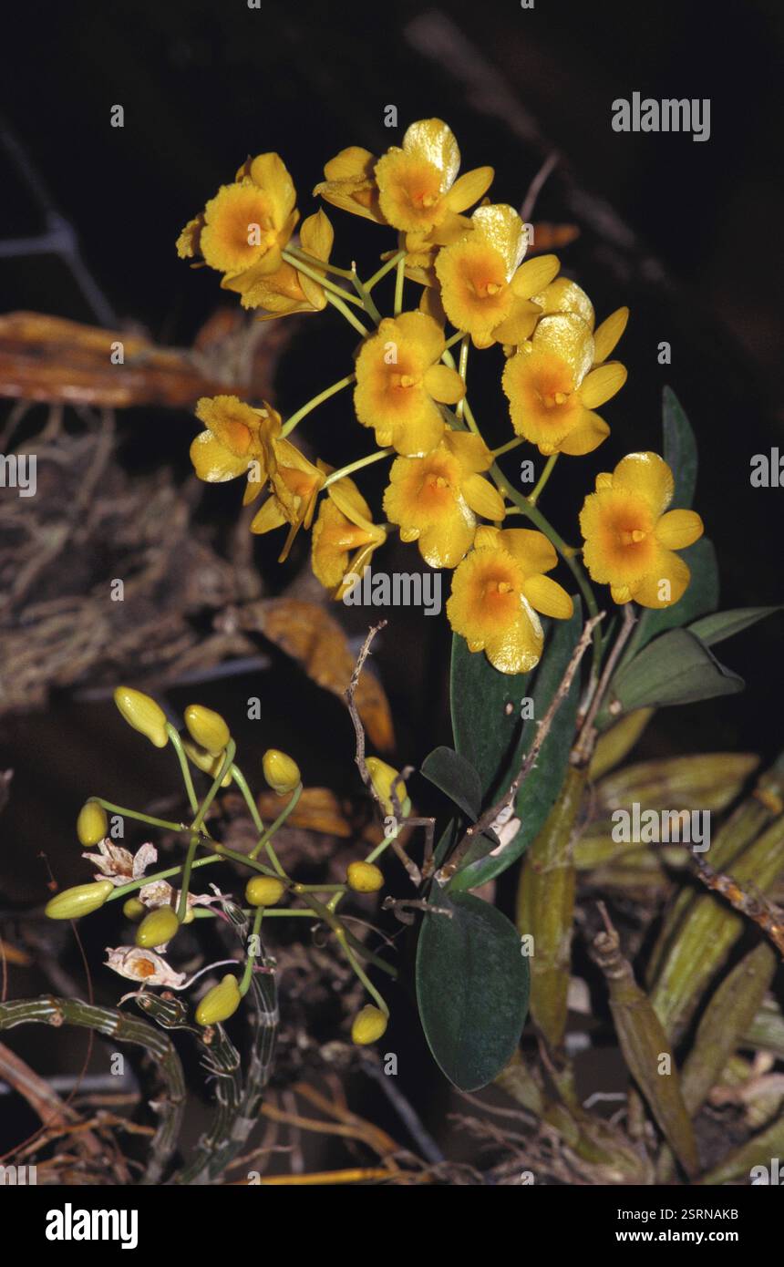 Orchids, Himalayan dendrobium sp, Sikkim, India, Asia Stock Photo - Alamy