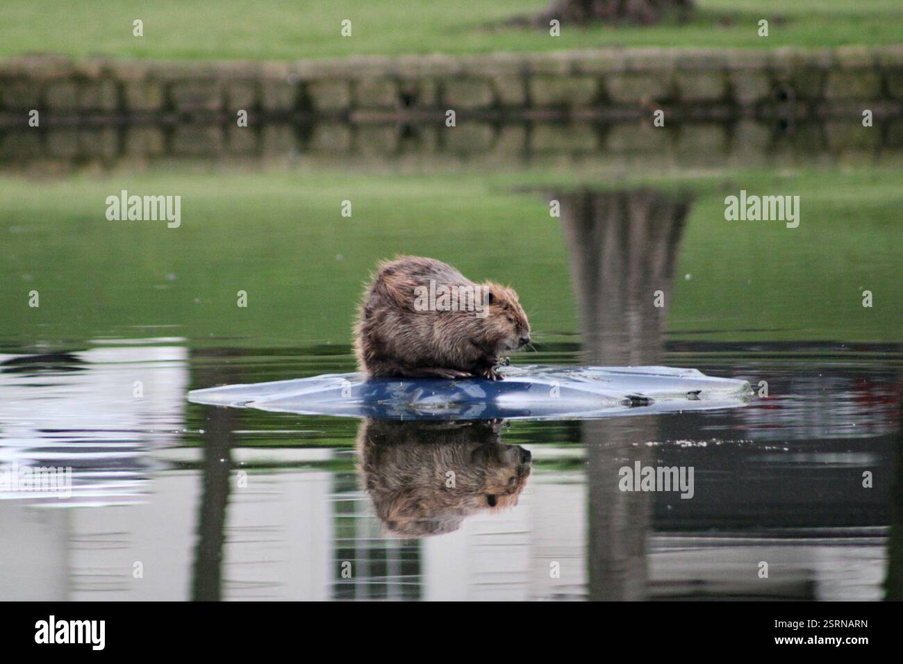 American Beaver (Castor canadensis), Mammalia, Bridge Creek Dr, Plano ...