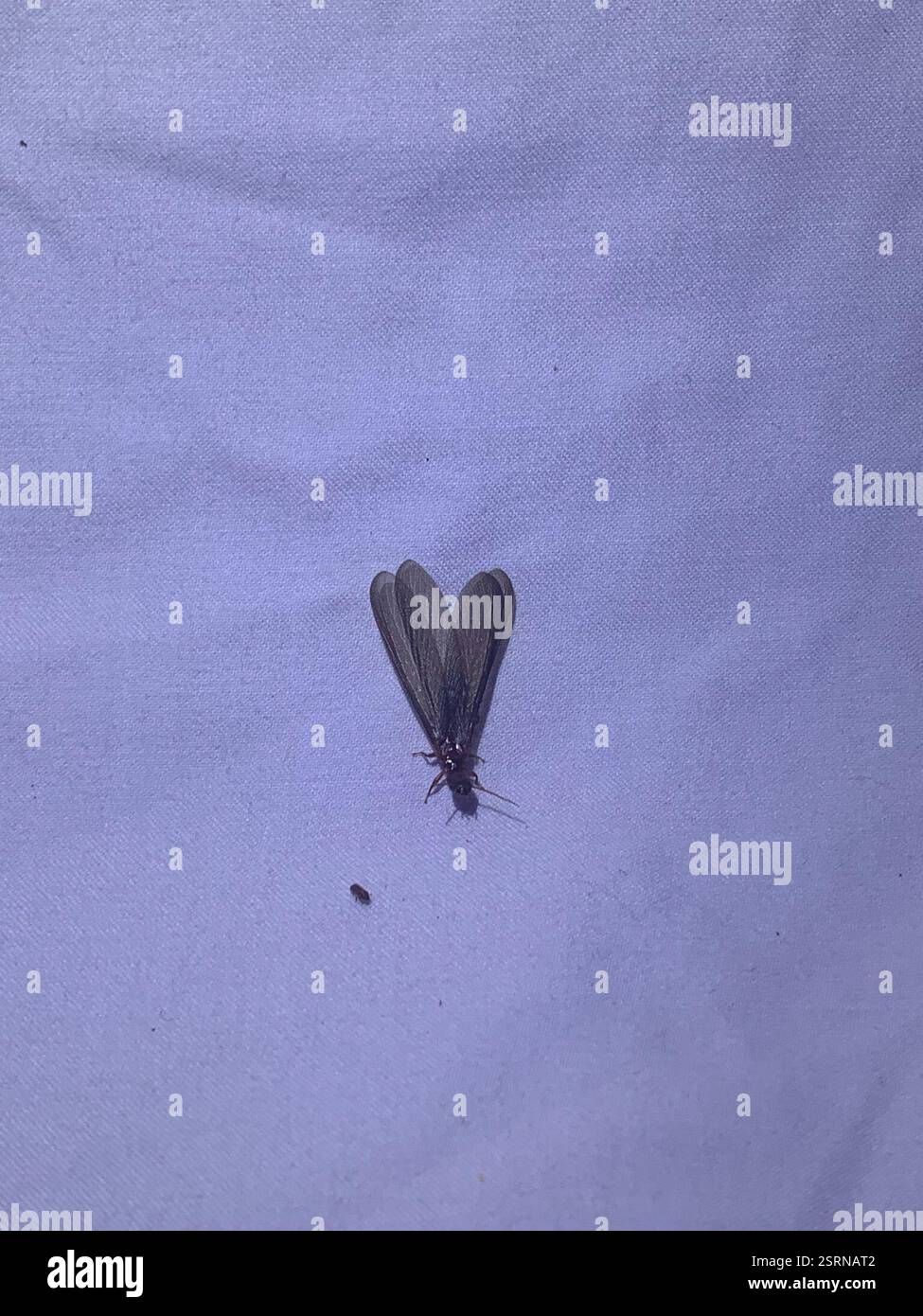 Nevada Dampwood Termite (Zootermopsis nevadensis), Insecta, California ...