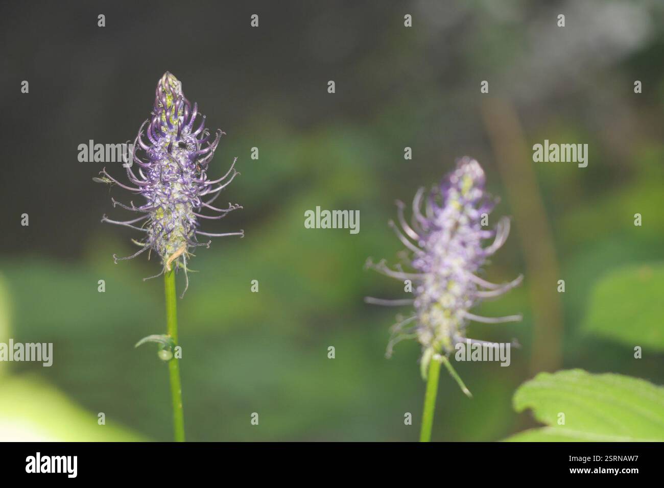 Black Rampion (Phyteuma nigrum), Plantae, 56332 Brodenbach, Deutschland ...