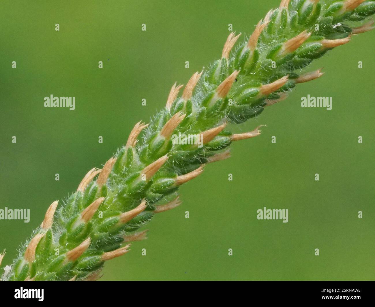 dwarf plantain (Plantago virginica), Plantae, 台灣桃園市桃園區桃園 Stock Photo ...