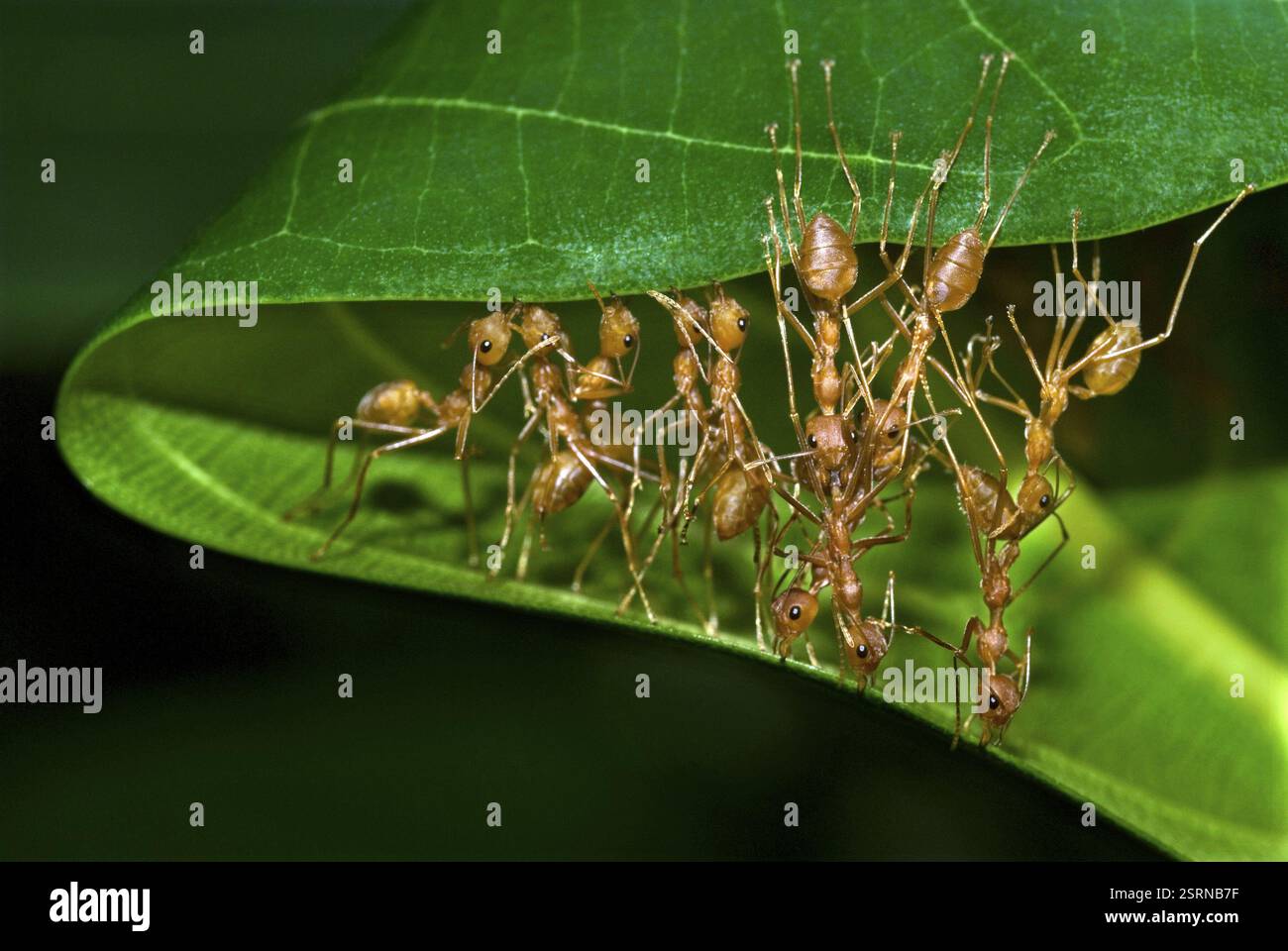 Indian wildlife environment ants pulling hi-res stock photography and ...