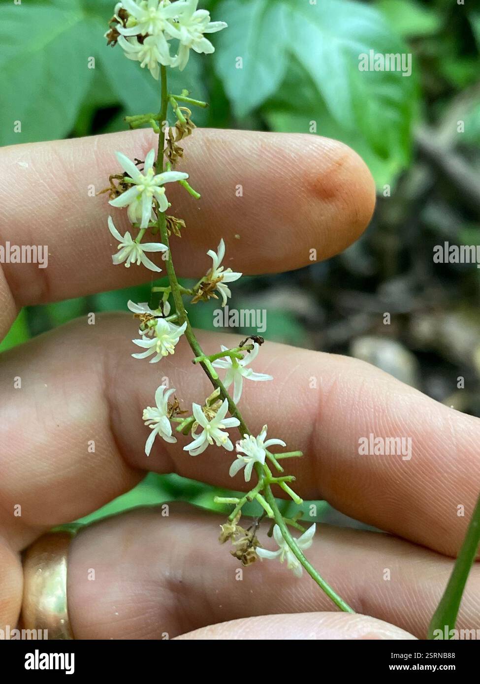 cup-seed (Calycocarpum lyonii), Plantae, Pintail Ln, Natchez, MS, US ...