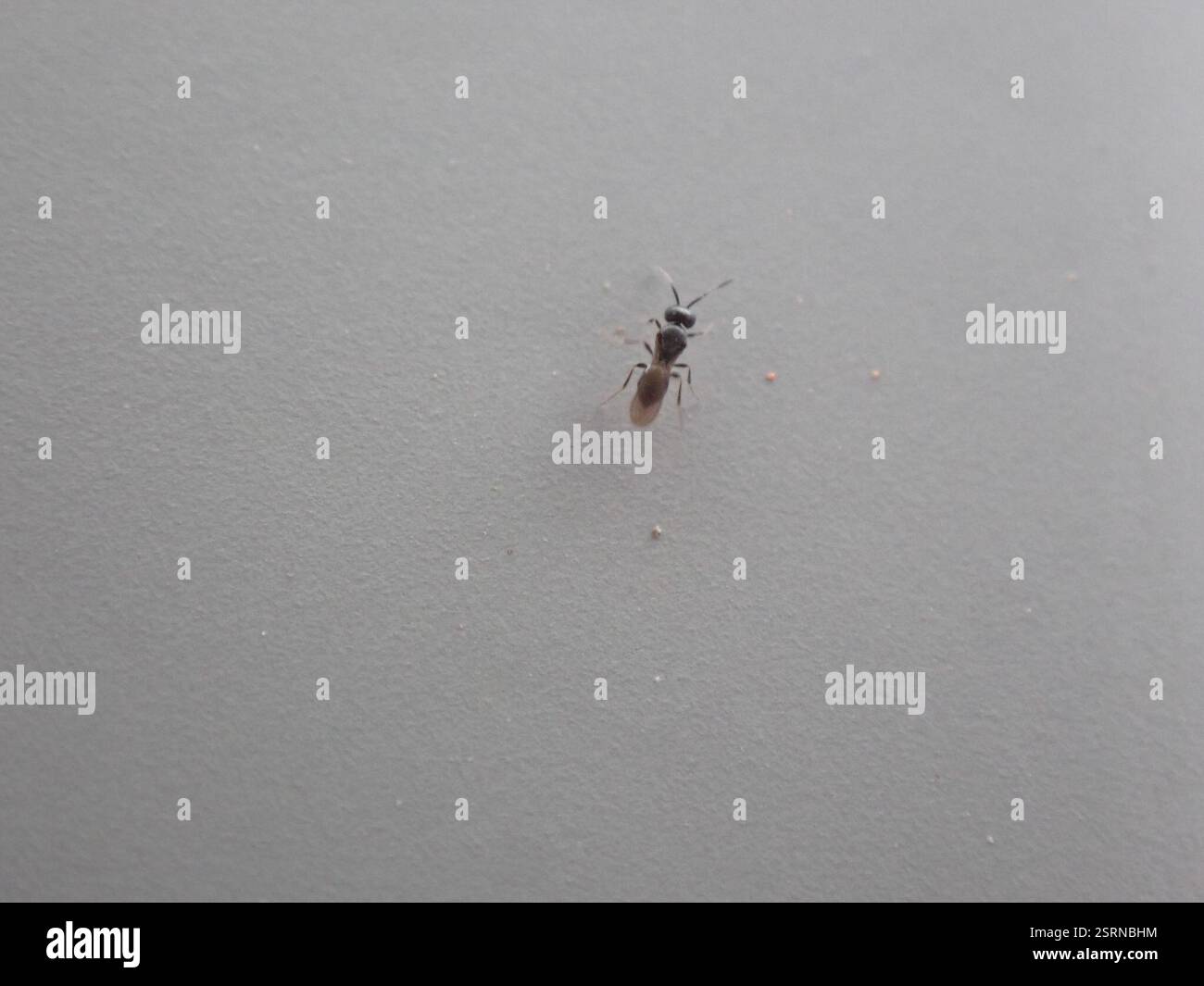 (Scelionidae), Insecta, Val Marie No. 17, SK S0N, Canada Stock Photo ...