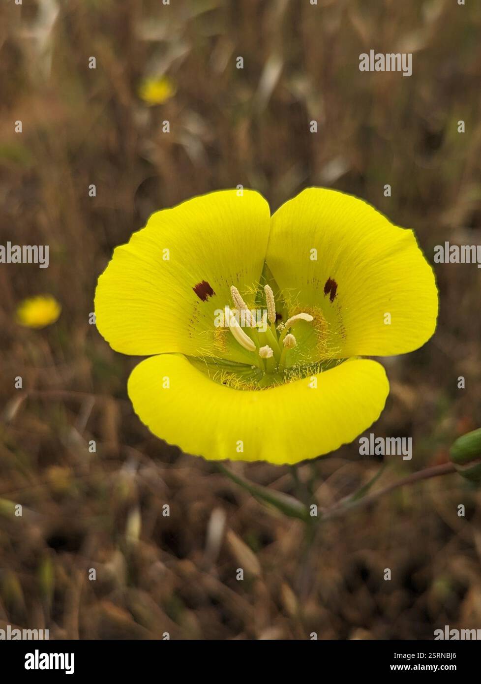 Yellow Mariposa Lily (Calochortus luteus), Plantae, Sloughhouse, CA ...