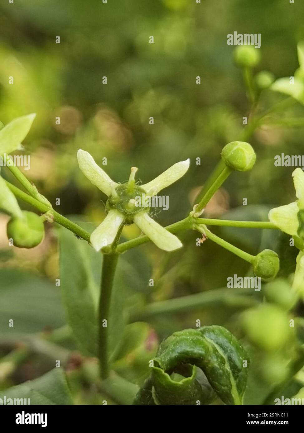 Spindle (Euonymus europaeus), Plantae, Northeim, Deutschland, spindle ...