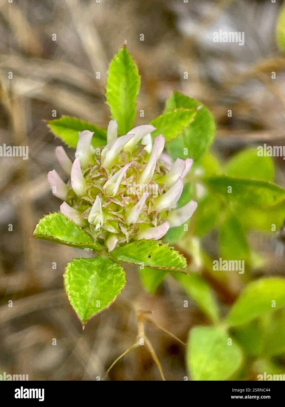 Clustered clover (Trifolium glomeratum), Plantae, Byrne-Milliron Forest ...