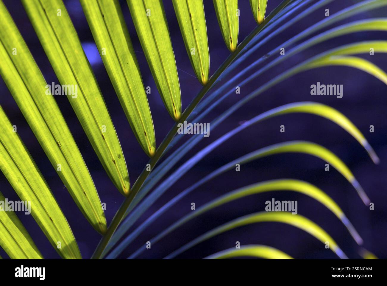 Lalbagh Gardens in Bangalore at Karnataka India Asia Stock Photo - Alamy