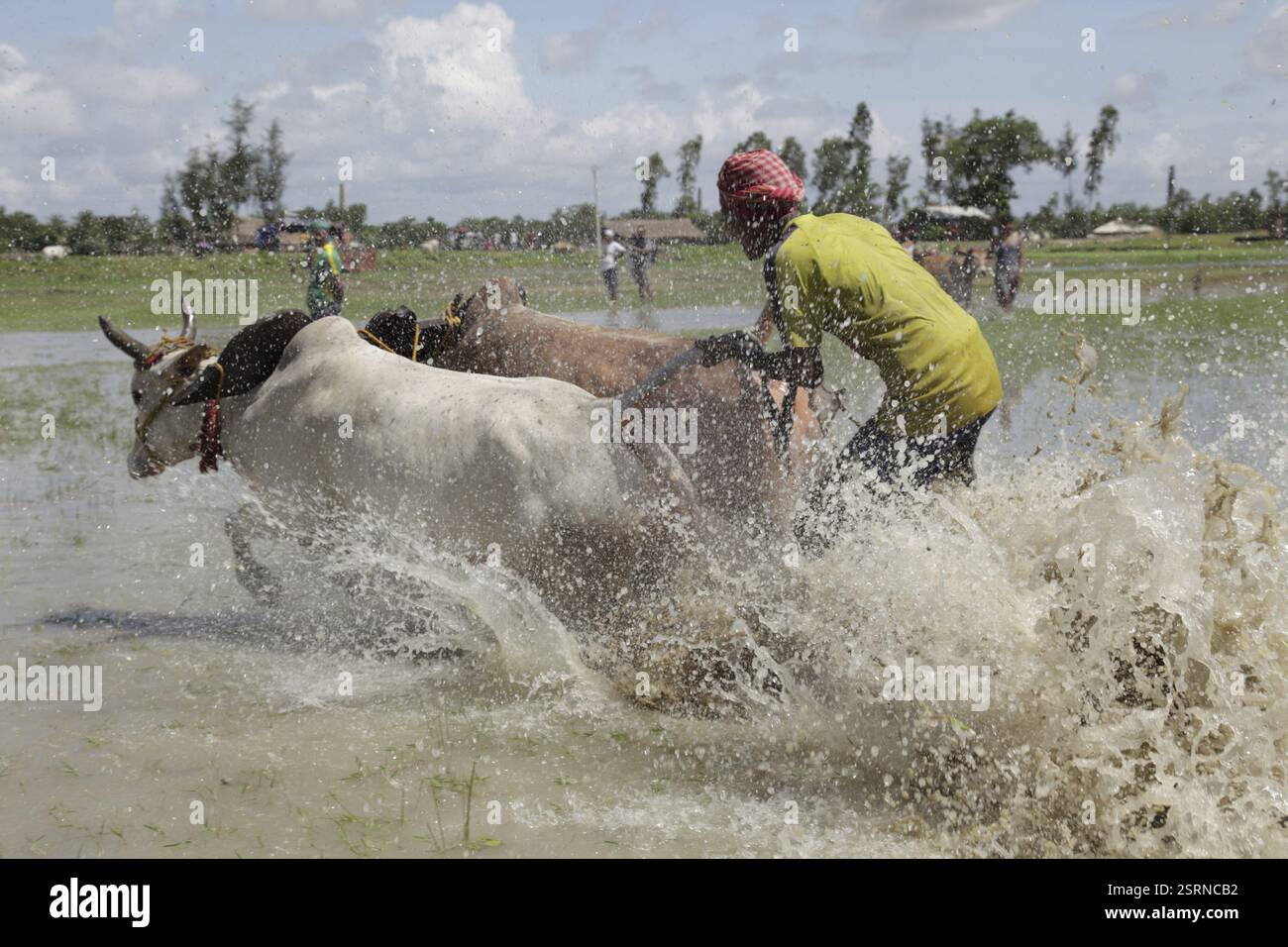 Bull race, west bengal, india, asia Stock Photo - Alamy