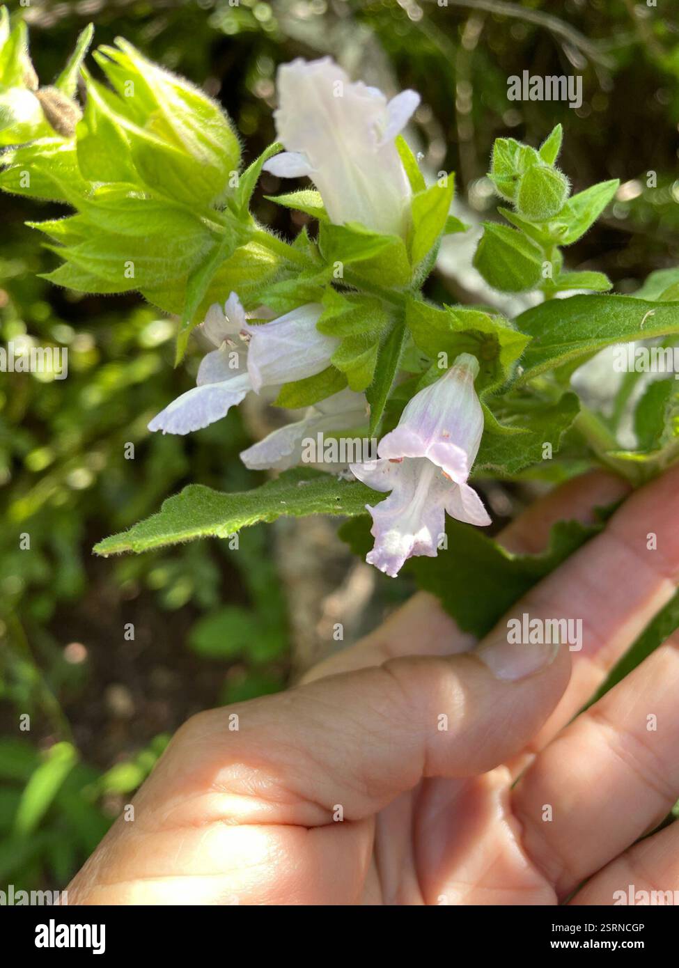 California Pitcher Sage (Lepechinia calycina), Plantae, Pfeiffer Big ...