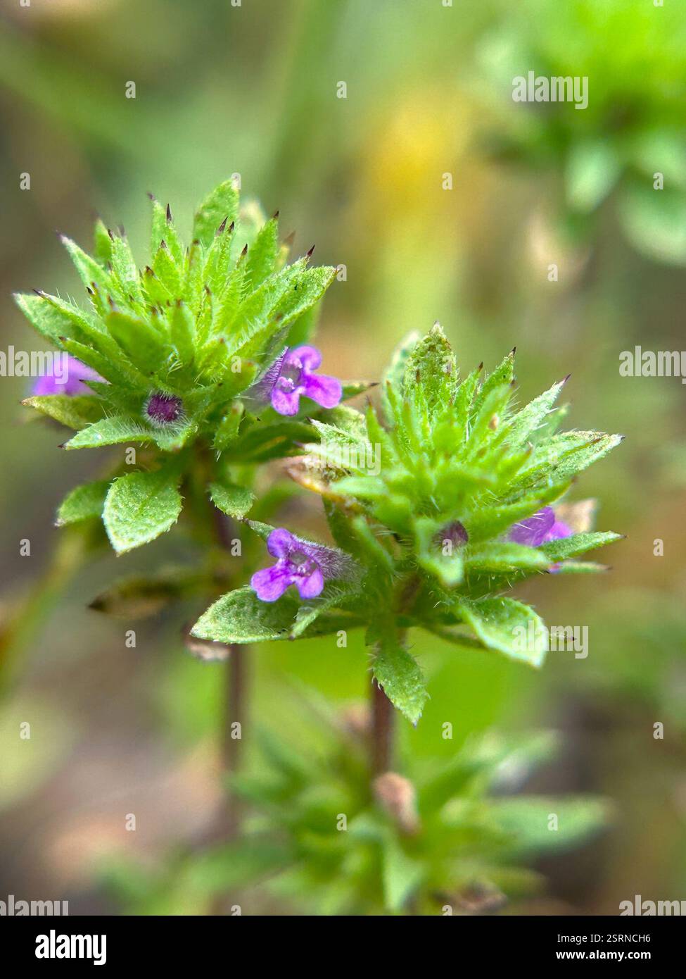 thyme-leaved pogogyne (Pogogyne serpylloides), Plantae, Montaña de Oro ...