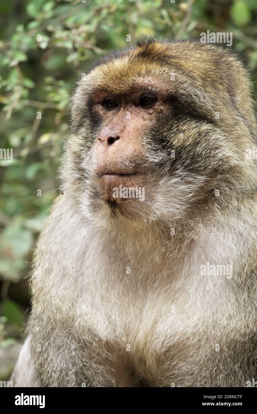 A Barbary macaque rests in France's Monkey Forest, highlighting its ...