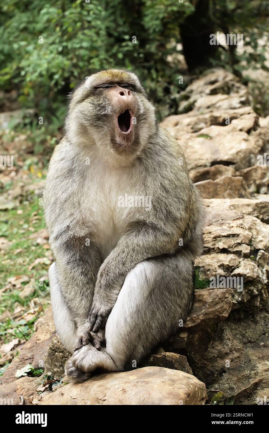 A Barbary macaque showcases a big yawn while sitting on rocks, enjoying ...