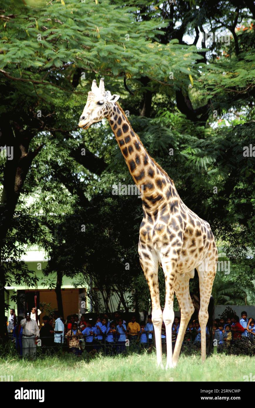 Giraffe Giraffa camelopardalis in Mysore zoo, Karnataka, India, Asia ...
