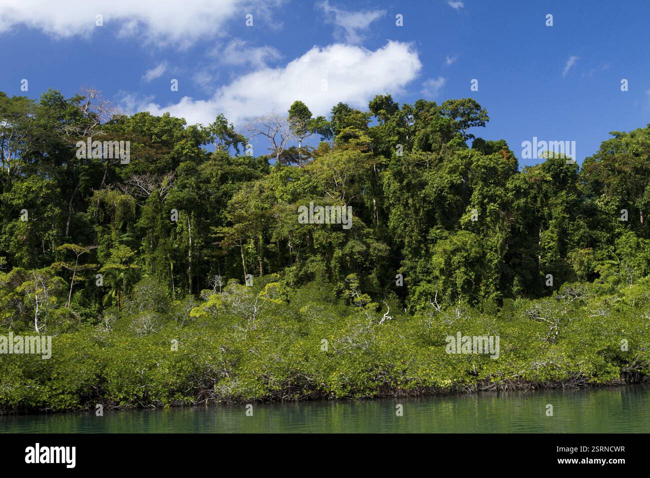 Tropical rain forest Mangrove Wandoor Andaman islands India Asia Stock ...