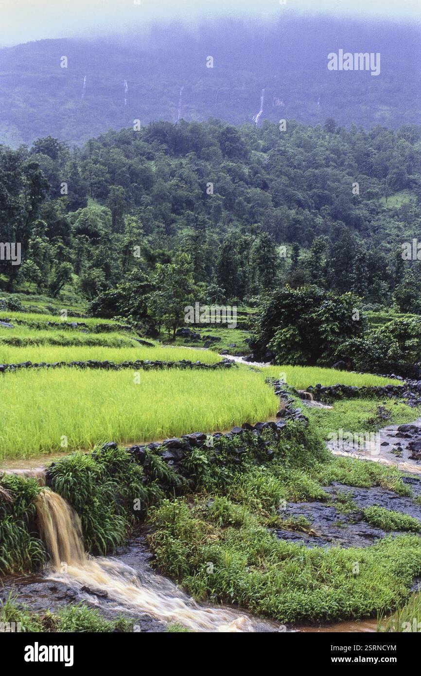 Paddy field with waterfall at Malshej ghat, Maharashtra, India, Asia ...