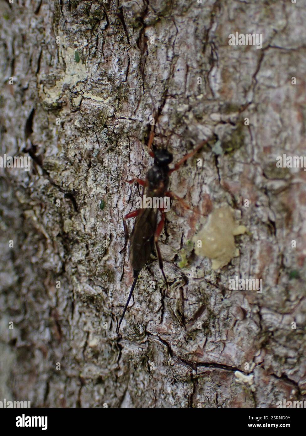 Ichneumonid Wasps (Ichneumonidae), Insecta, Scottish Borders, UK Stock ...