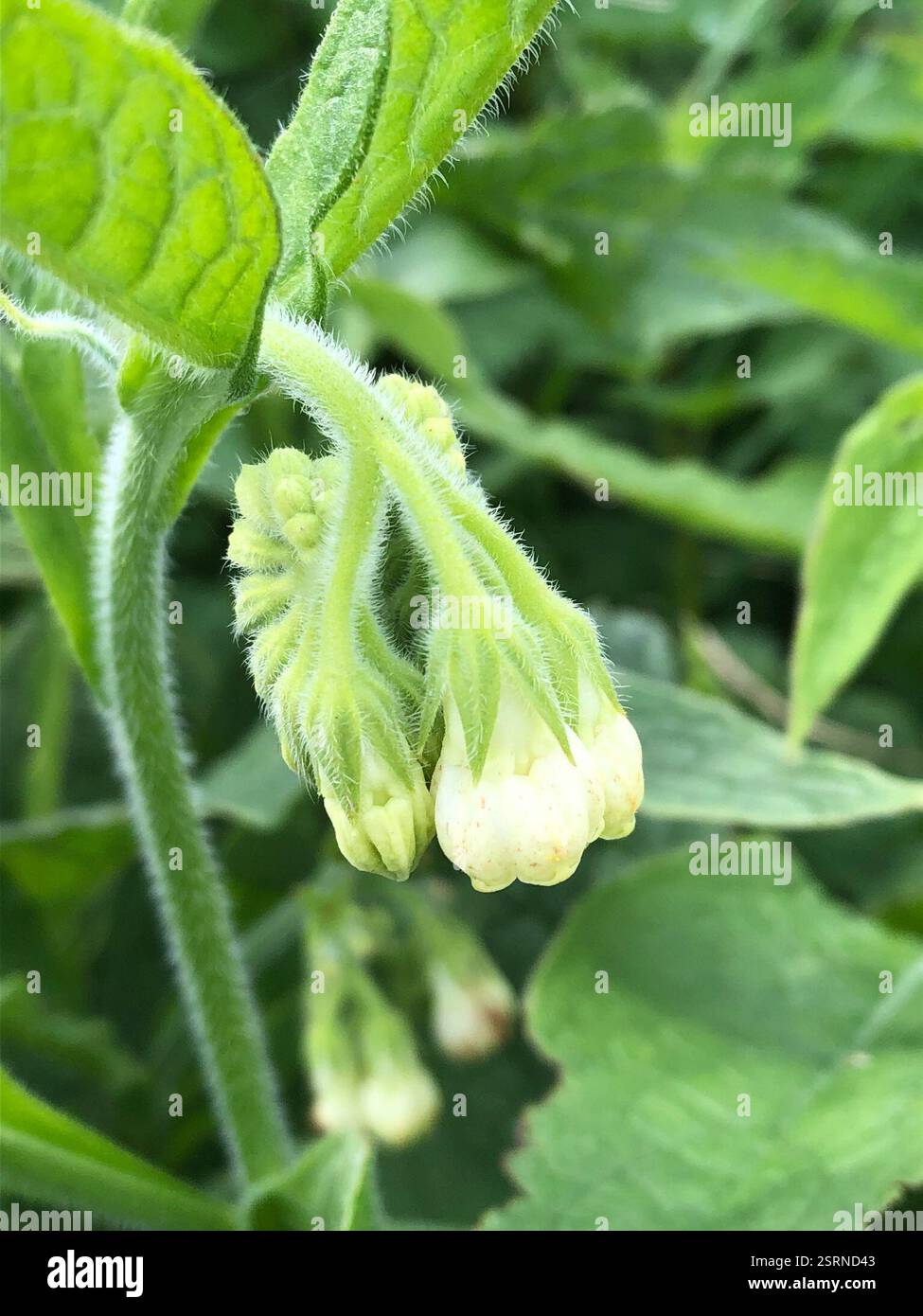 common comfrey (Symphytum officinale), Plantae, Shapwick, Glastonbury ...