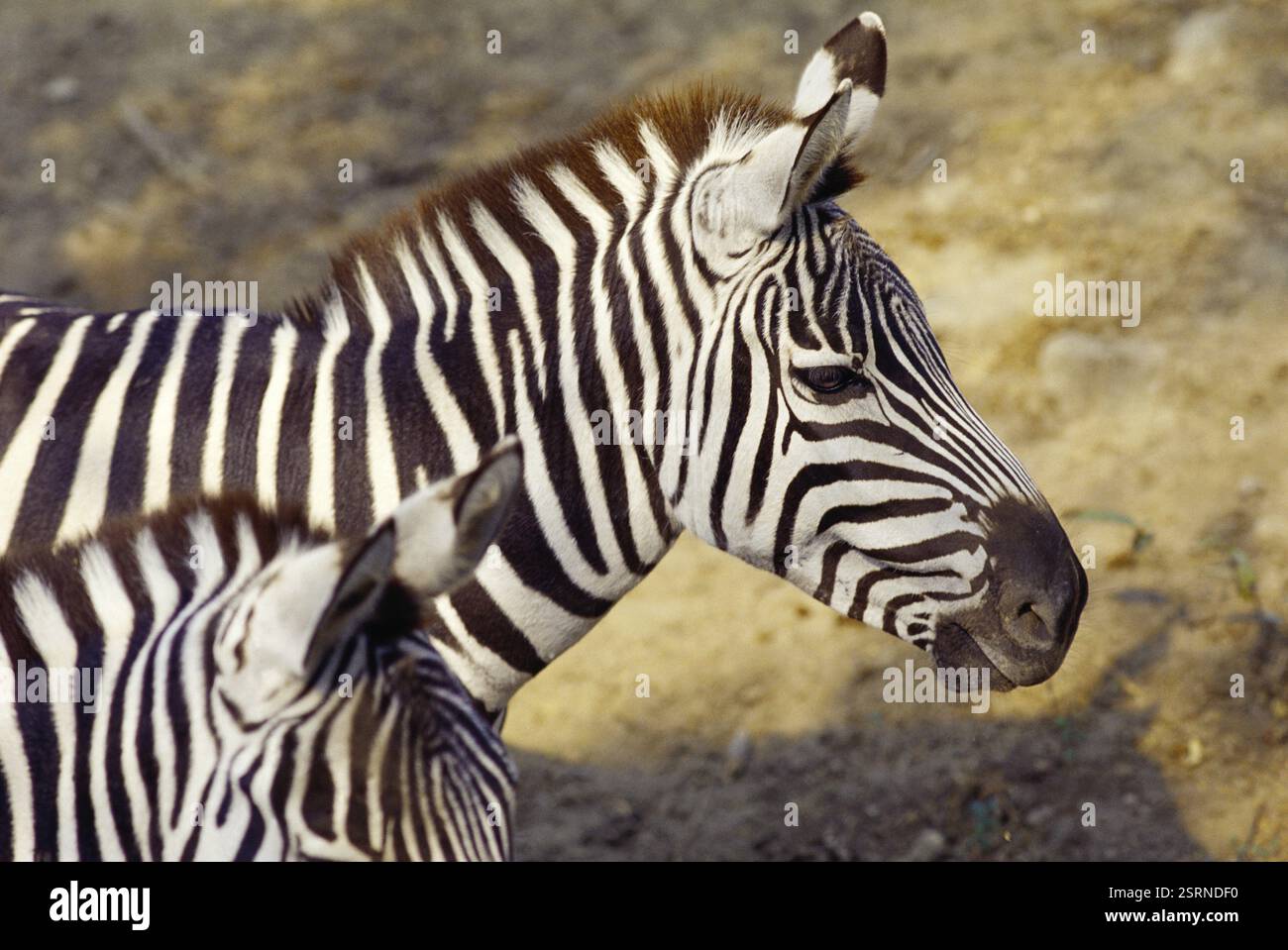 Zebra, Kanpur Zoo, Uttar Pradesh, India, Asia Stock Photo - Alamy