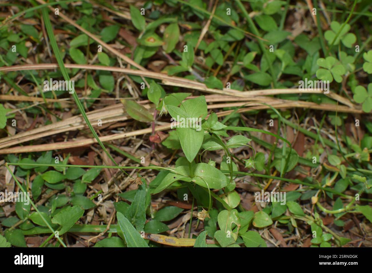 Foemina Blue Pimpernel (Lysimachia foemina), Plantae, 中国浙江省温州市洞头区 Stock ...