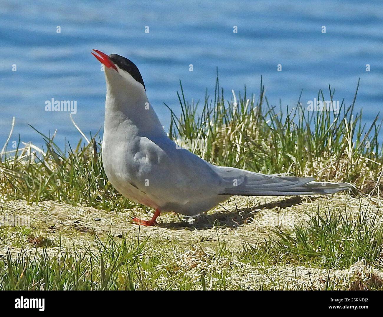 Antarctic Tern (Sterna vittata), Aves, Grytviken SIQQ 1ZZ, Islas Georgias del Sur y Sandwich del ...