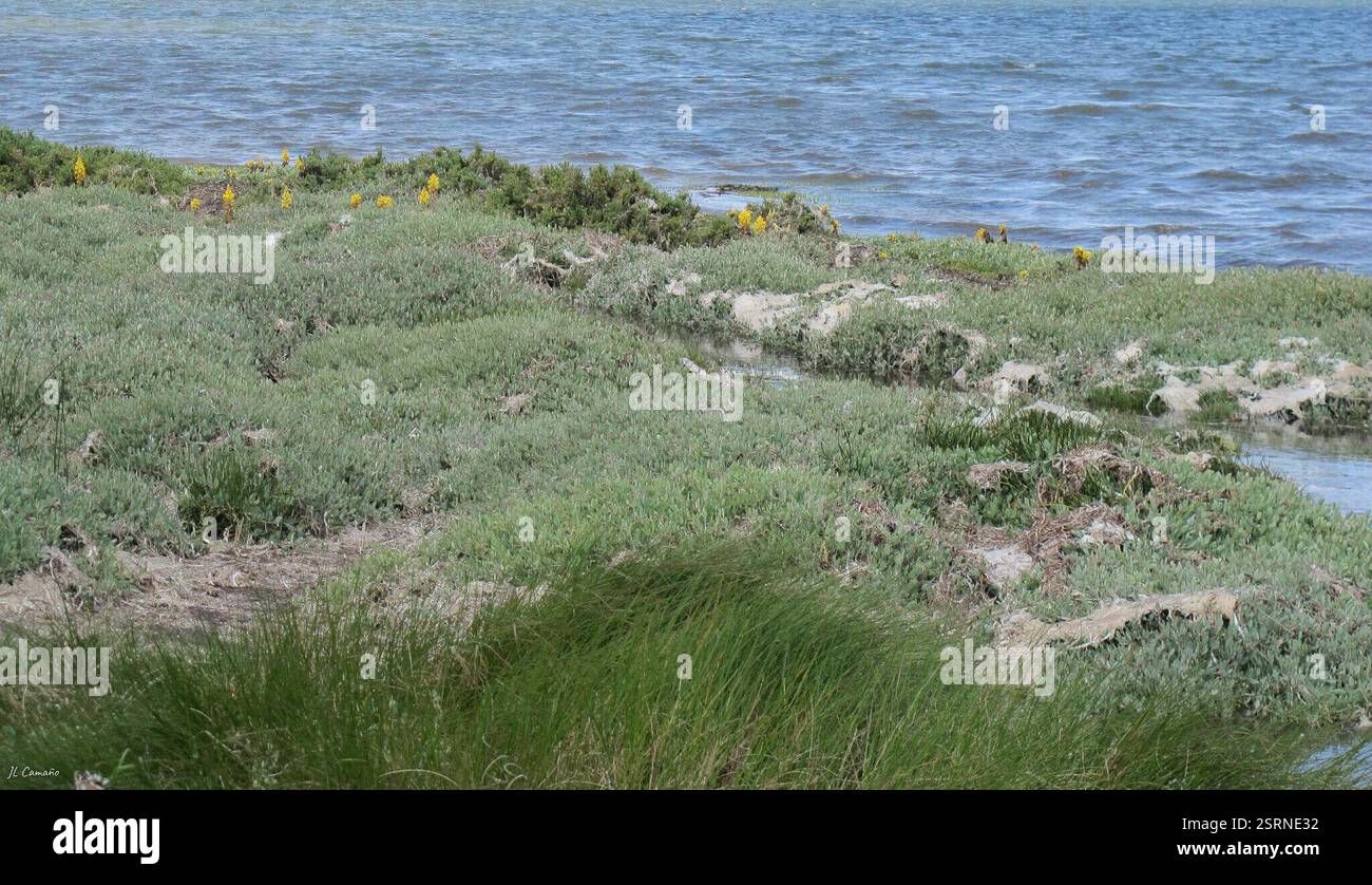 Yellow Broomrape (Cistanche phelypaea), Plantae, Galicia, ES Stock ...