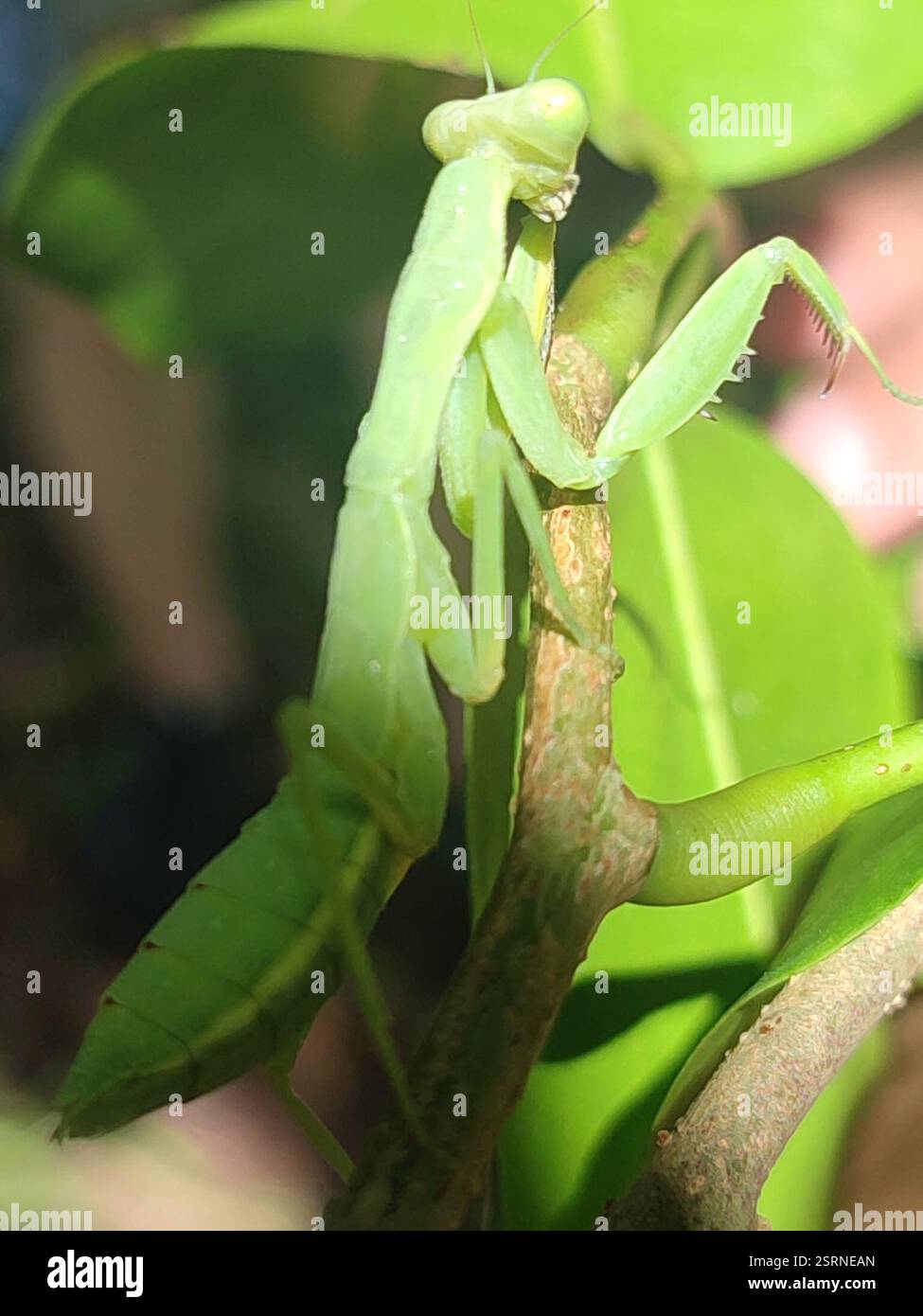 Giant Asian Mantis (Hierodula patellifera), Insecta, British Indian ...