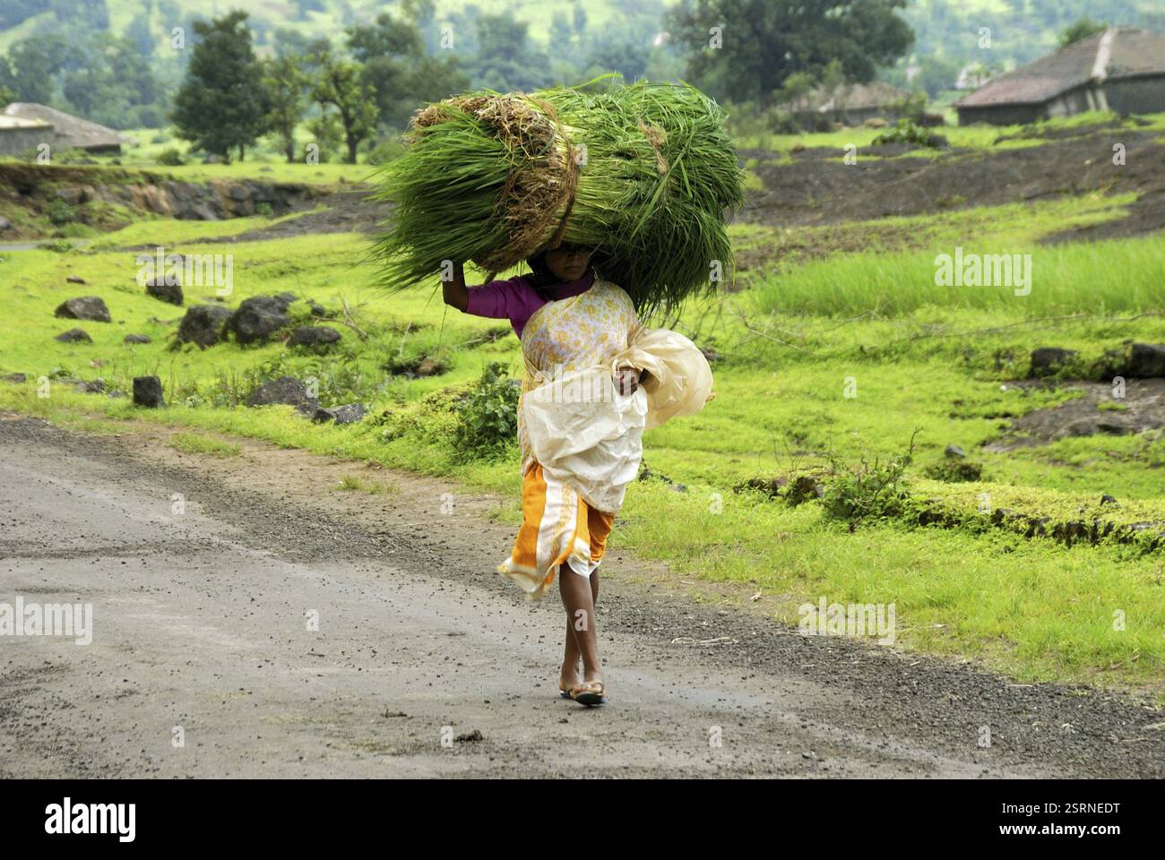Lady carrying paddy green grass, Bhandardhara, Nashik District ...