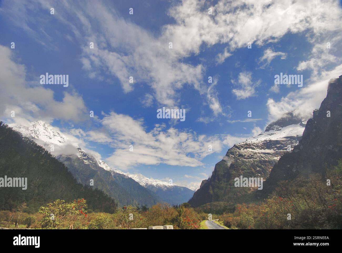 Flowering rhododendrons & snow peaks of Katao range, Yumthang, North ...