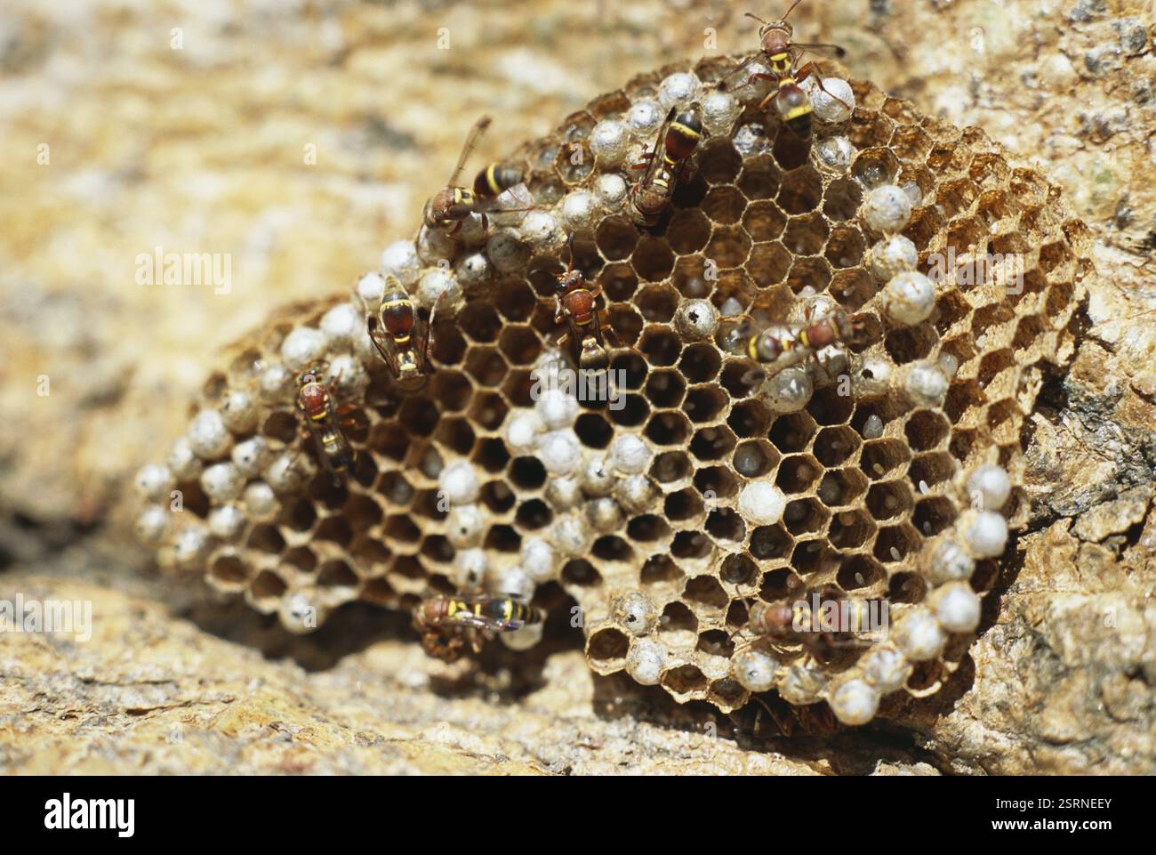 Insects, beehive honey comb Stock Photo - Alamy