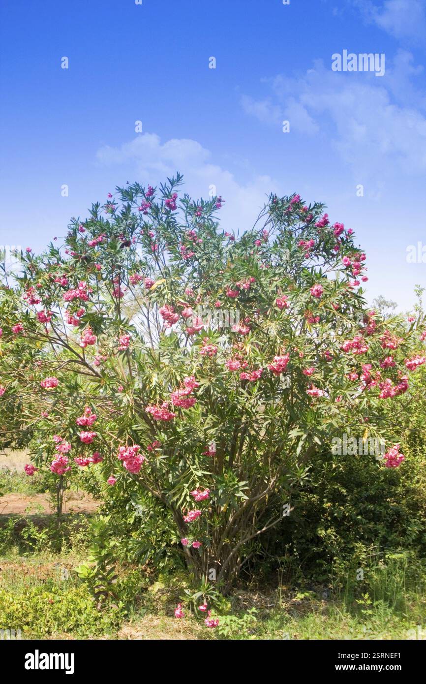 Flower tree oleander and kaner nerium indicum mill, India, Asia Stock ...