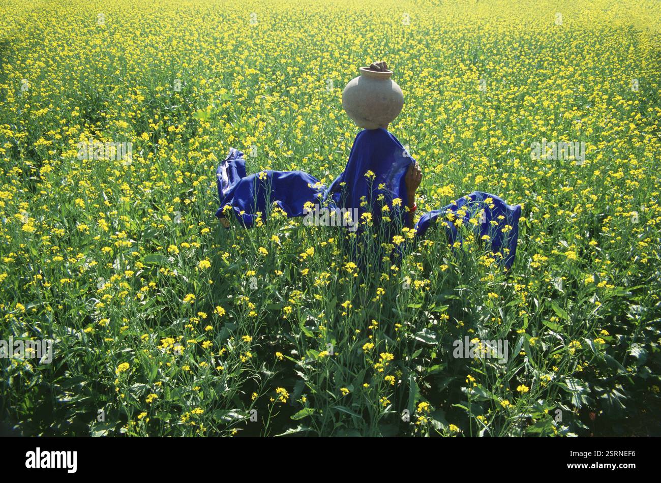 Lady carrying pitcher in mustard flower in field, Mathania, Rajasthan ...