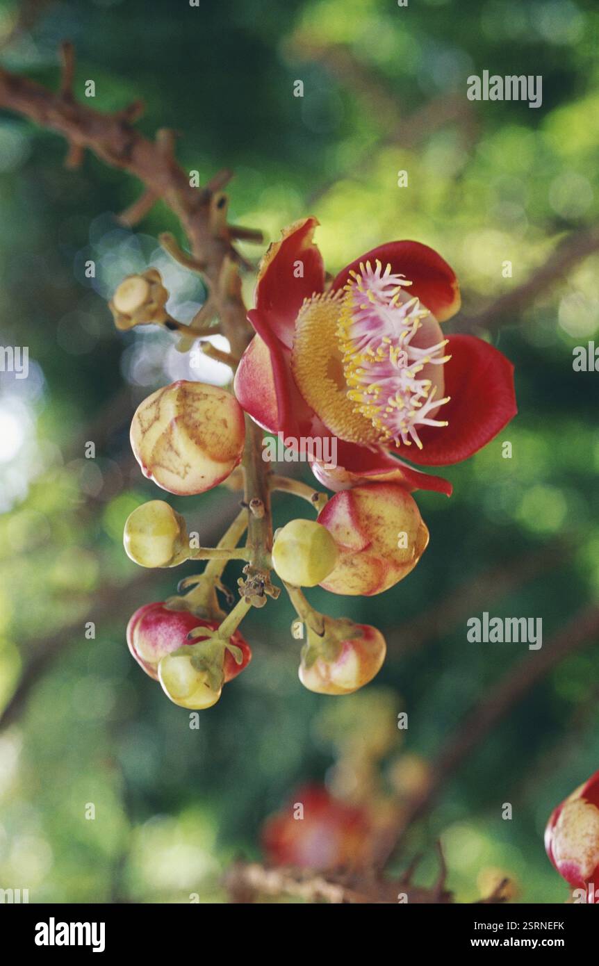 Nagalinga flower couroupita guianensis hi-res stock photography and ...