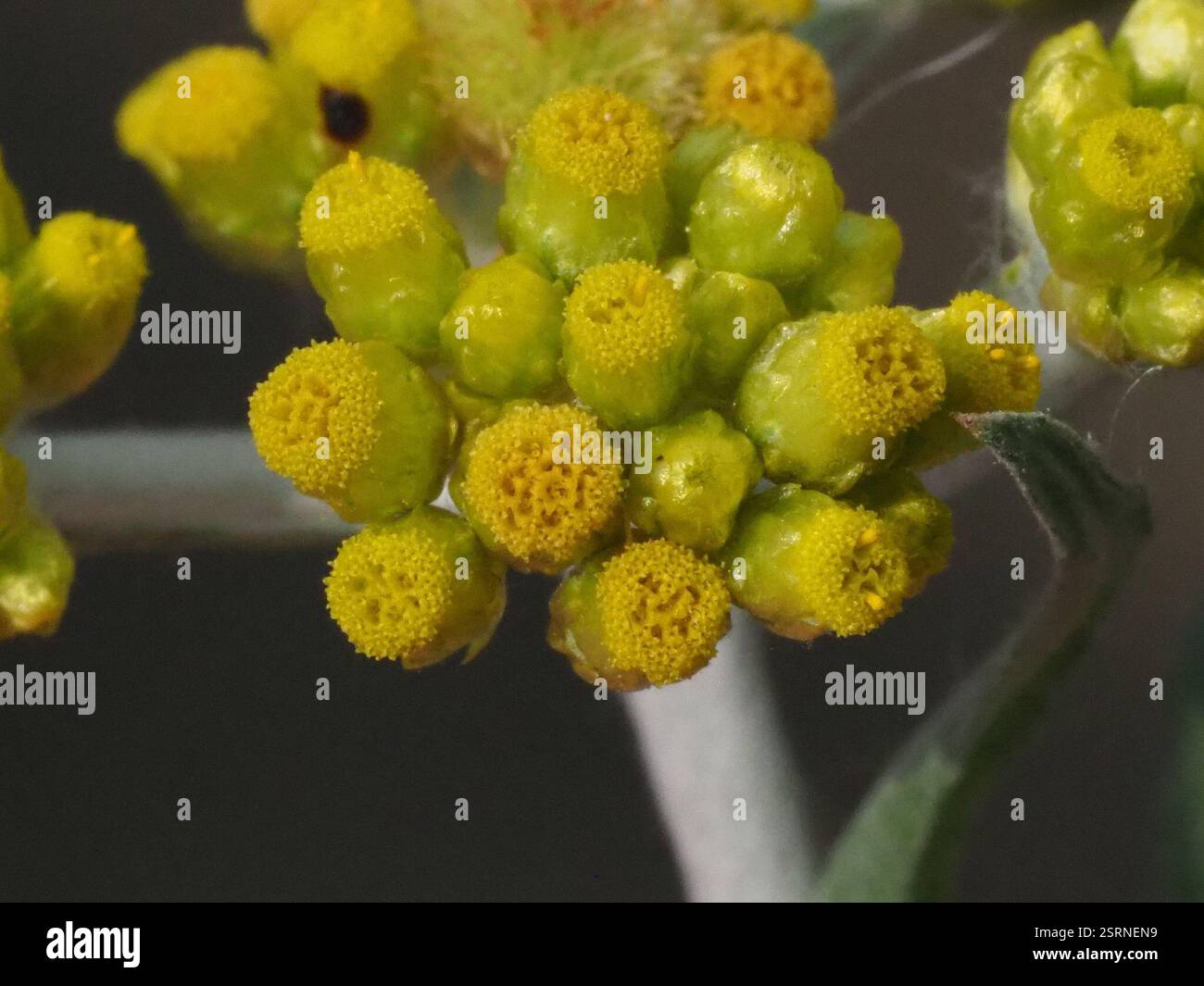 Cotton Weed (Pseudognaphalium affine), Plantae, 台灣台北 Stock Photo - Alamy