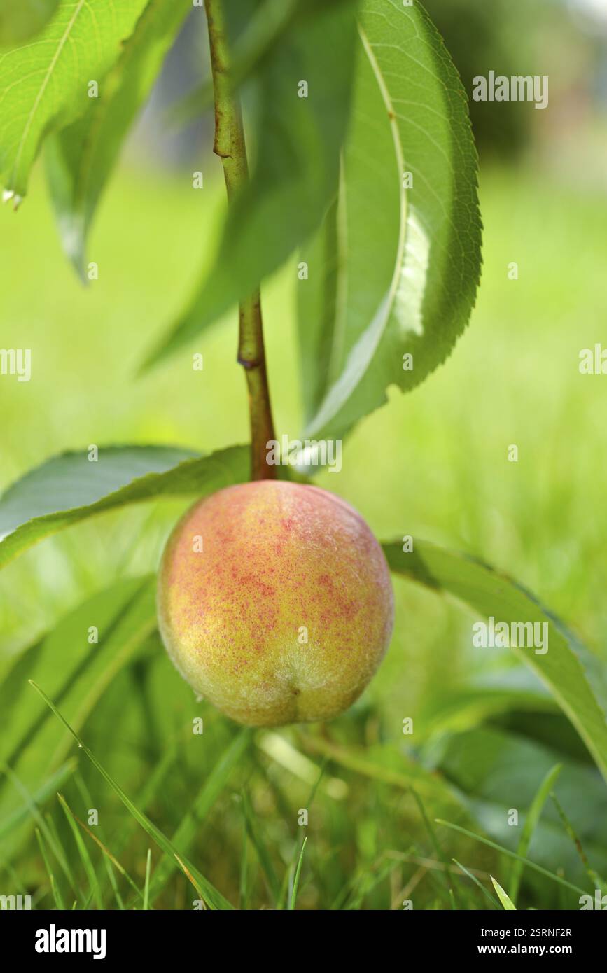 The peach, Prunus persica Stock Photo - Alamy