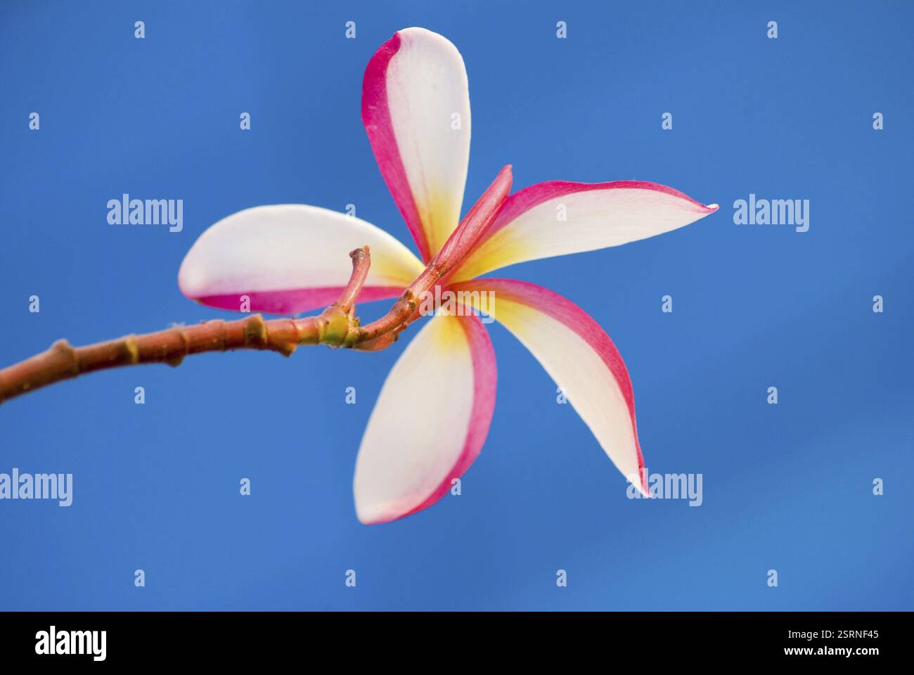 Chafa hi-res stock photography and images - Alamy