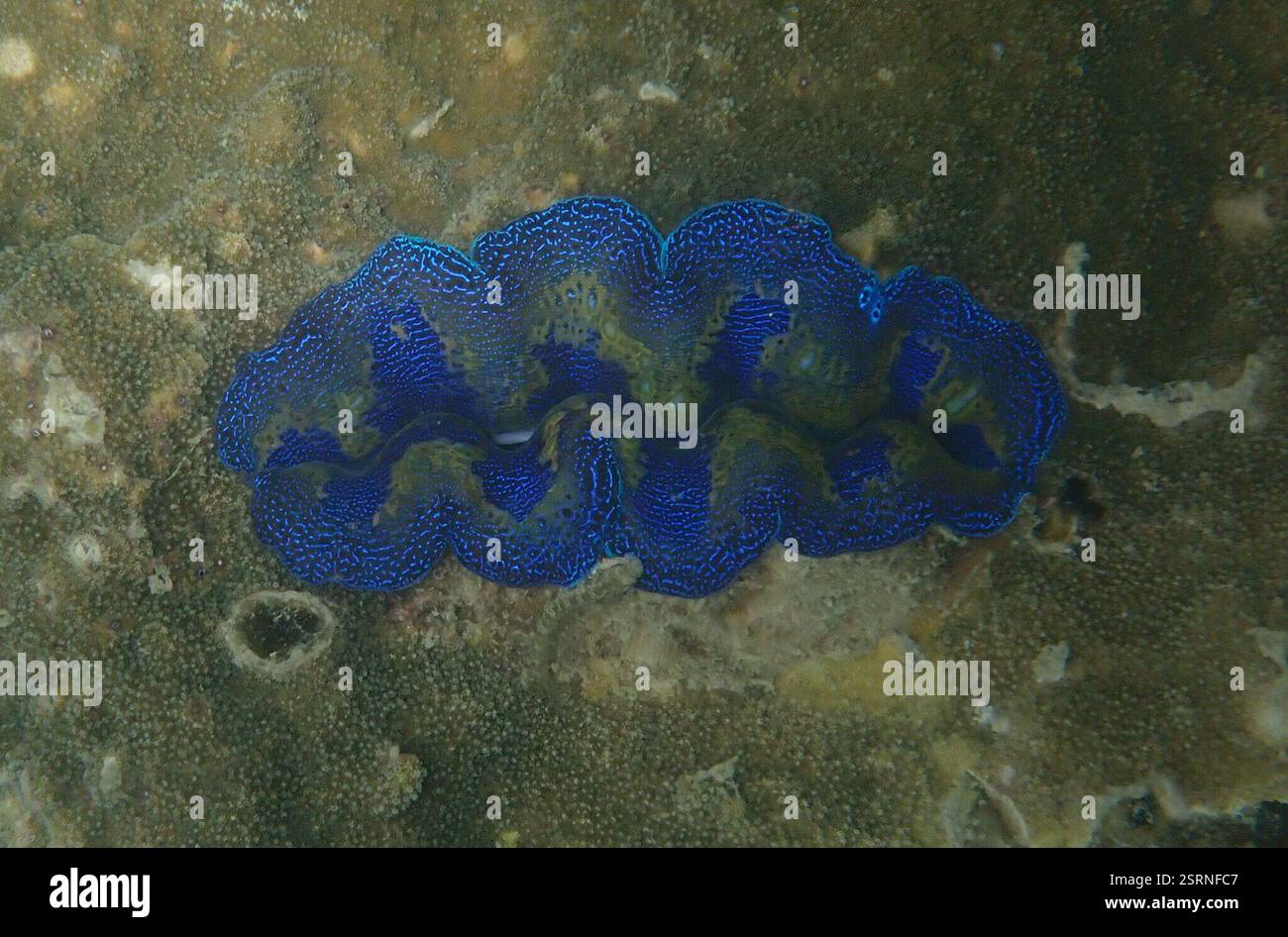 Boring Giant Clam (Tridacna crocea), Mollusca, Thailand Stock Photo - Alamy