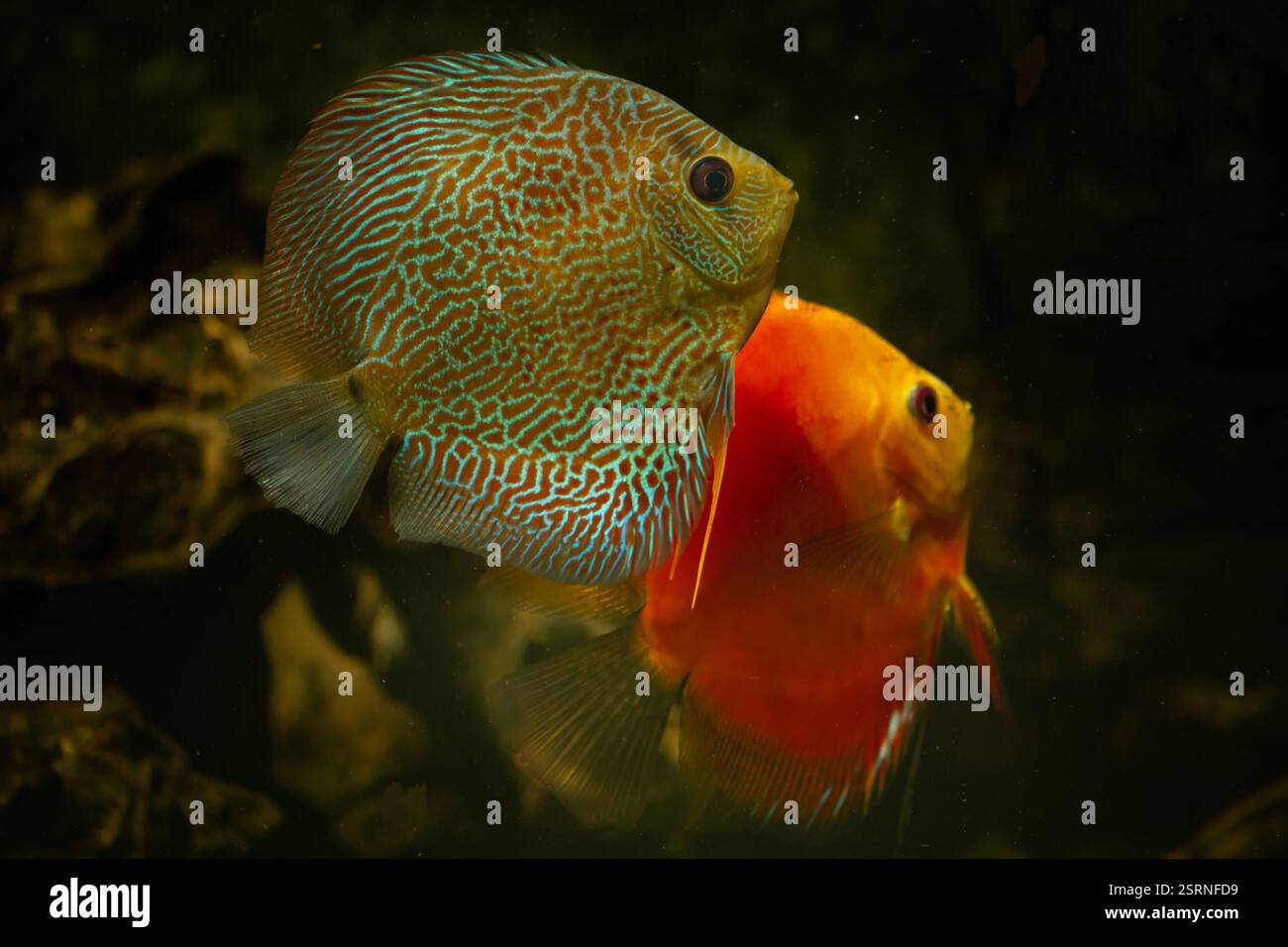 beautiful fish Pair of orange discus fishes in aquarium: beautiful fish ...