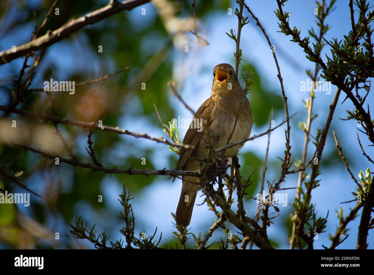 male Common nightingale (Luscinia megarhynchos) sits on a branch and ...