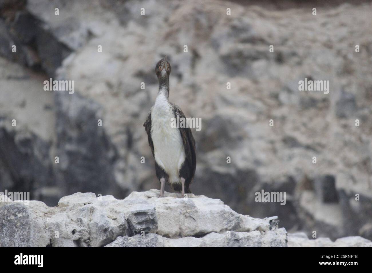 Guanay Cormorant (Leucocarbo bougainvilliorum), Aves, Peru Stock Photo ...