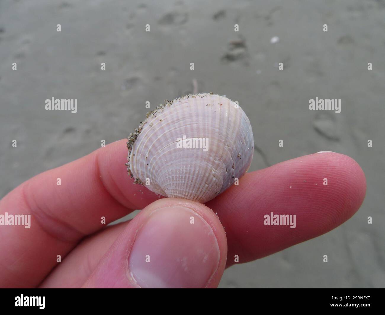 New Zealand Cockle (Austrovenus stutchburyi), Mollusca, Pegasus Beach ...