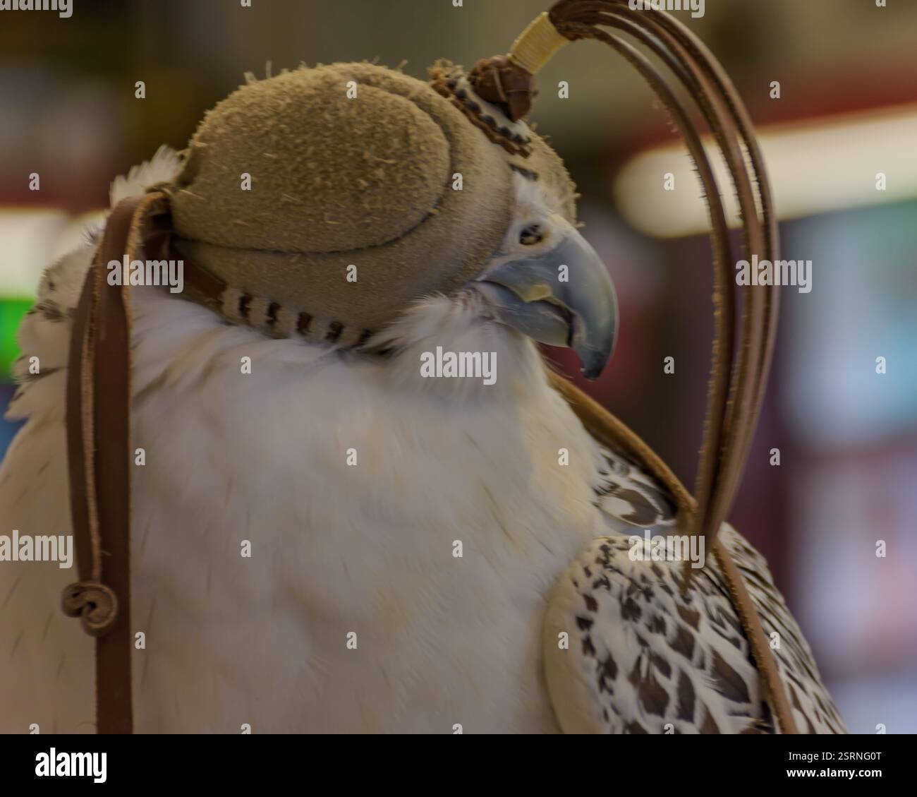 The Arabian Falcon Stock Photo - Alamy