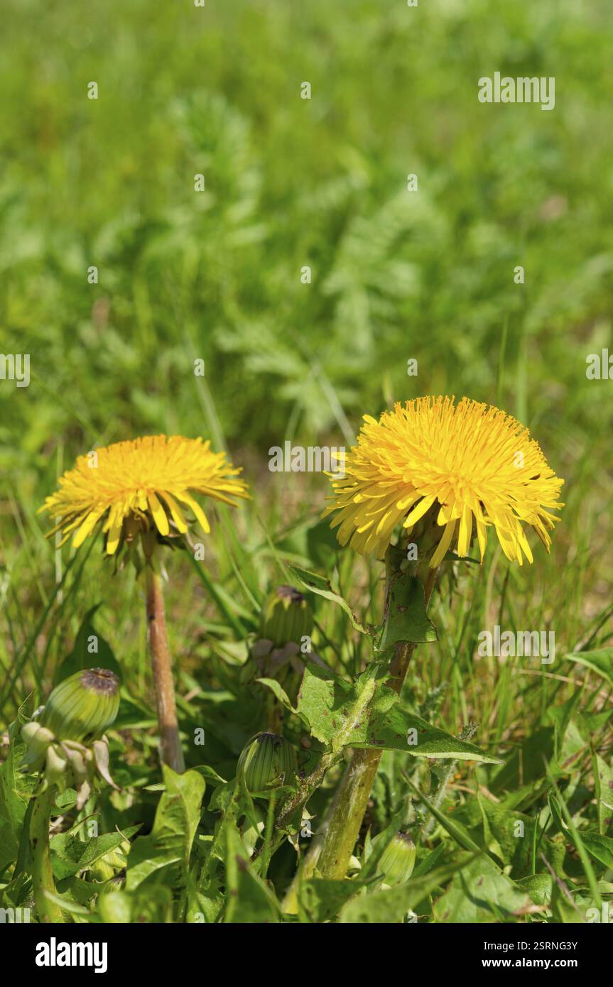 Sonchus canariensis hi-res stock photography and images - Alamy