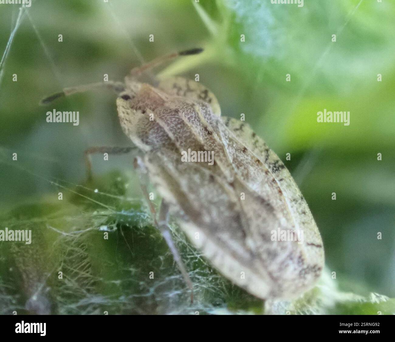 (Tingis ampliata), Insecta, Nationaal Park De Biesbosch, Werkendam ...