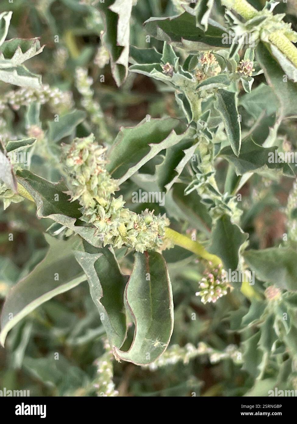 sprawling saltbush (Atriplex suberecta), Plantae, Tarmigt, Drâa ...