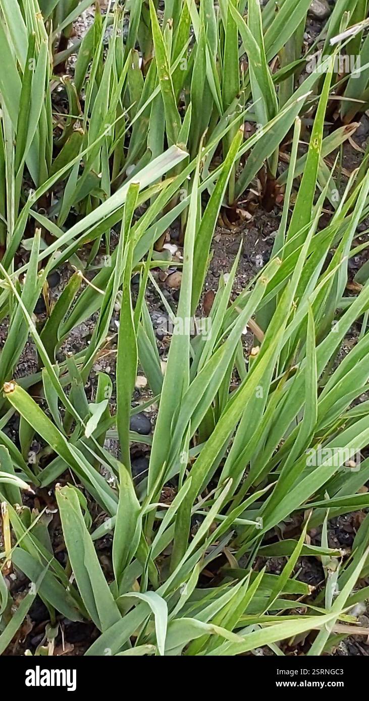 Saltmarsh Cordgrass (Sporobolus alterniflorus), Plantae, Bayside ...