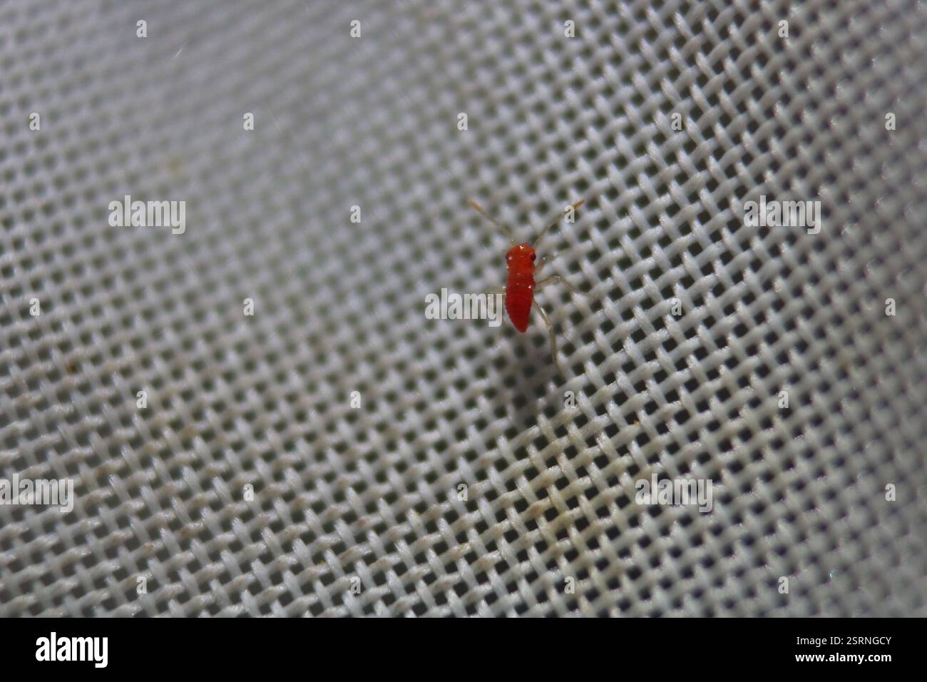 True Bugs, Hoppers, Aphids, and allies (Hemiptera), Insecta, Medway ...