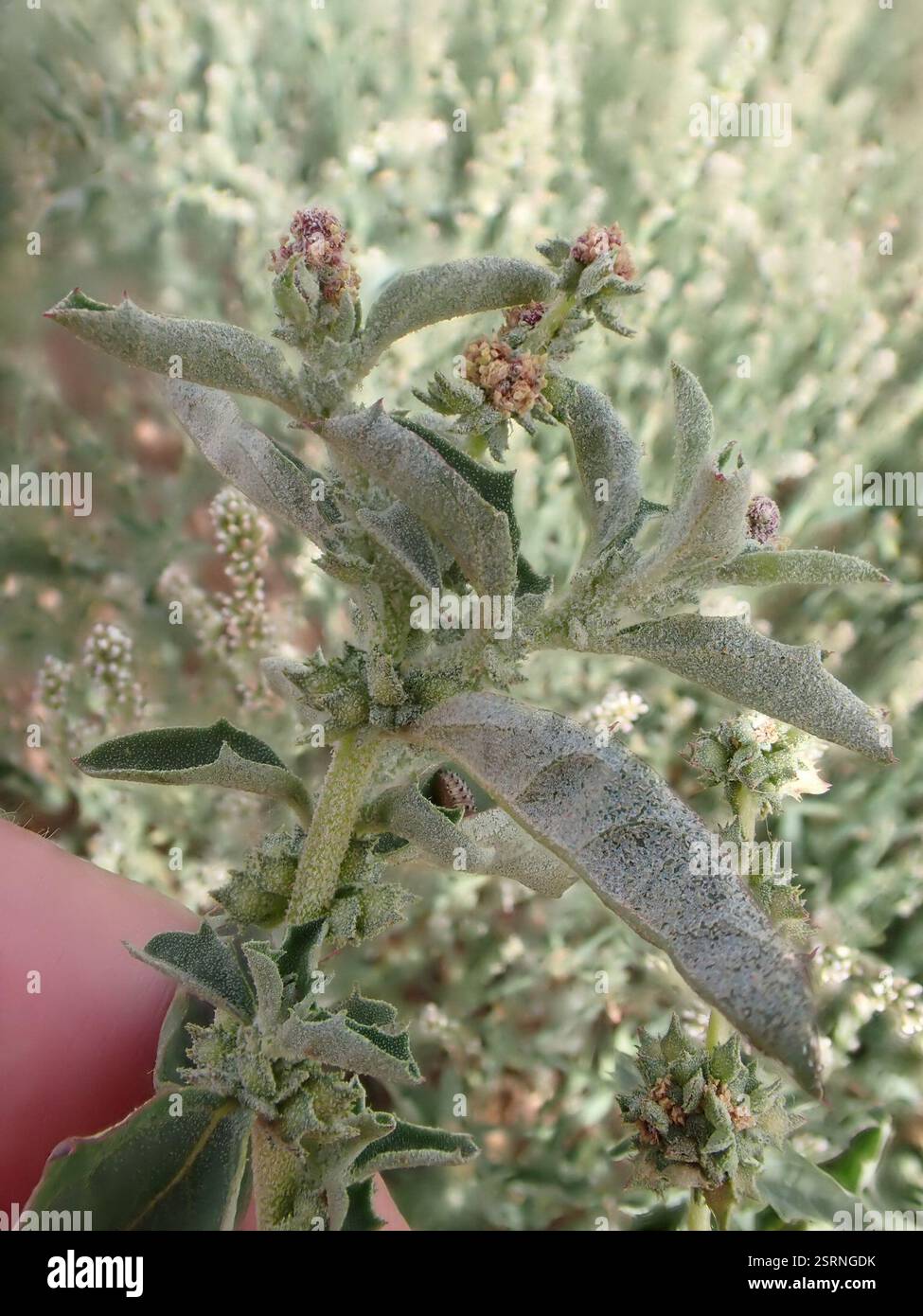 sprawling saltbush (Atriplex suberecta), Plantae, Tarmigt, Drâa ...