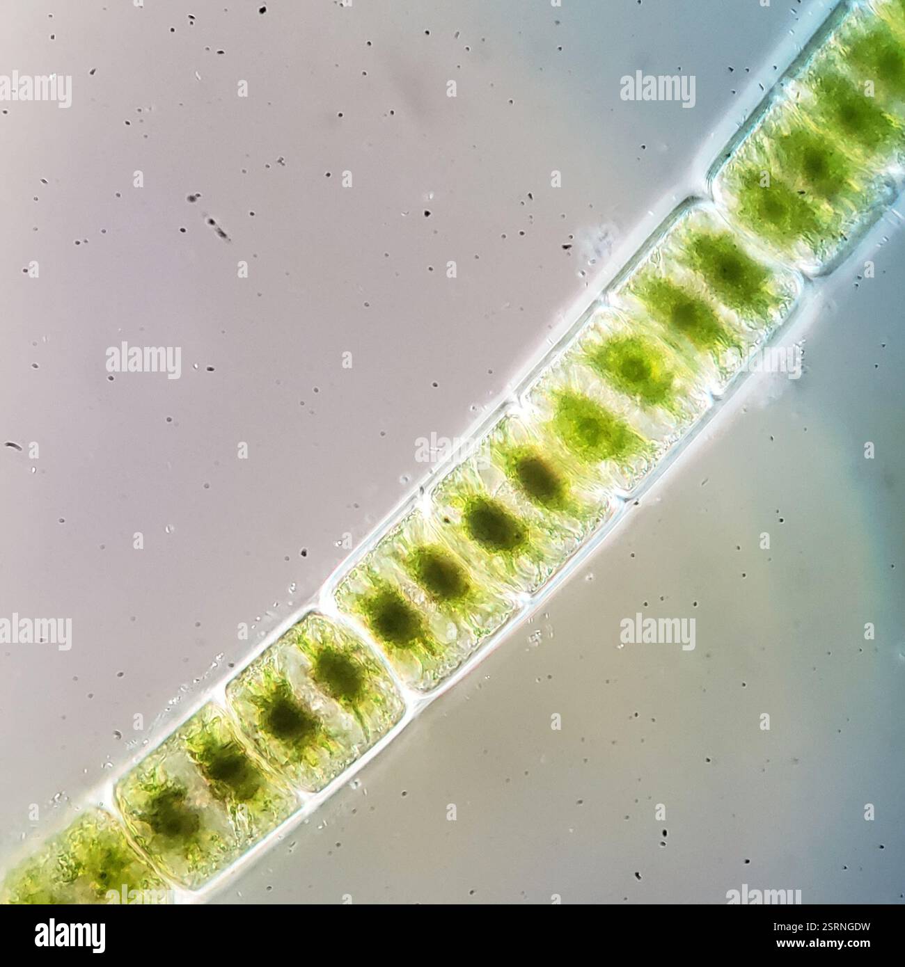 (Zygnema), Plantae, Hamilton, ON, Canada, Two kinds of Zygnema, I think ...